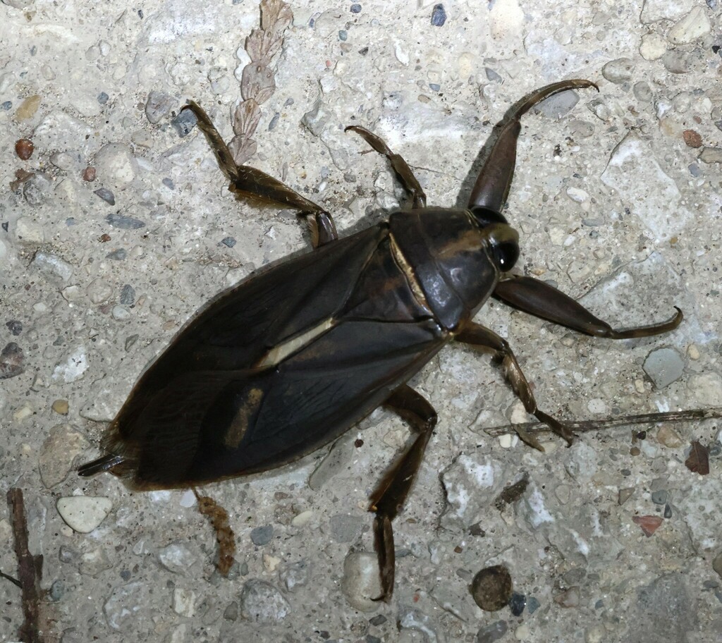 Eastern Toe-biter from 742 W 600 N, Lake Village, IN 46349, USA on May ...