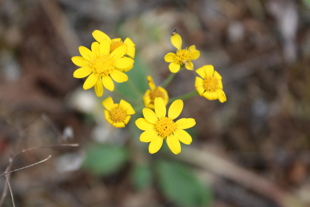 Packera toluccana from Mezquital, Dgo., México on May 6, 2024 at 08:08 ...