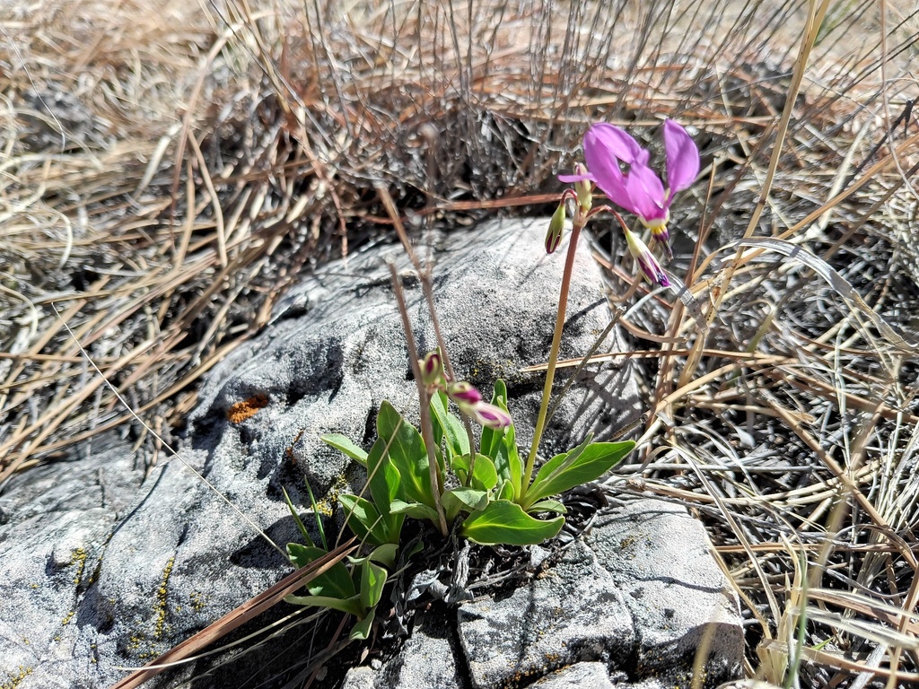 dark-throated shooting star from Custer County, SD, USA on April 23 ...