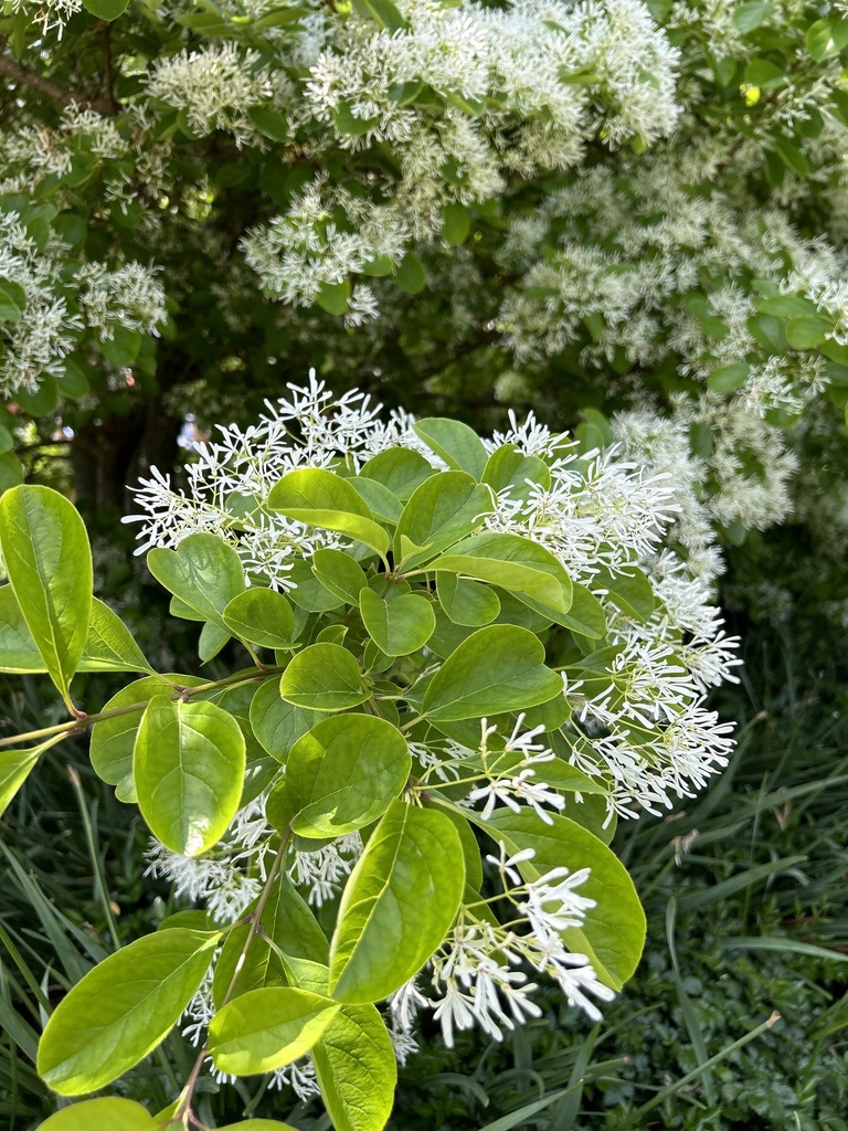 Tassel Tree from Little Island, New York, NY, US on May 20, 2024 at 01: ...