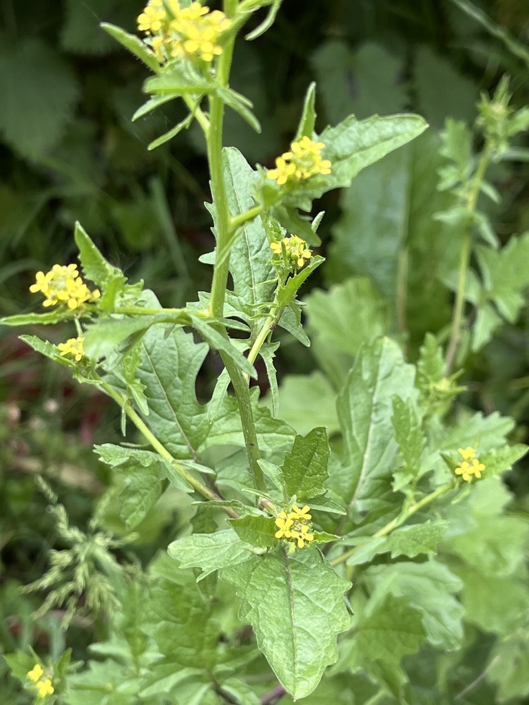 Hedge mustard from Botanic Gardens, Southport, England, GB on May 20 ...