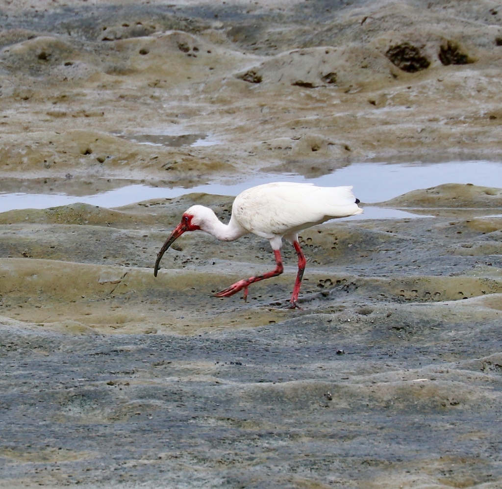 White Ibis from Punta Chame, , Provincia de Panamá, PA on May 8, 2019 ...