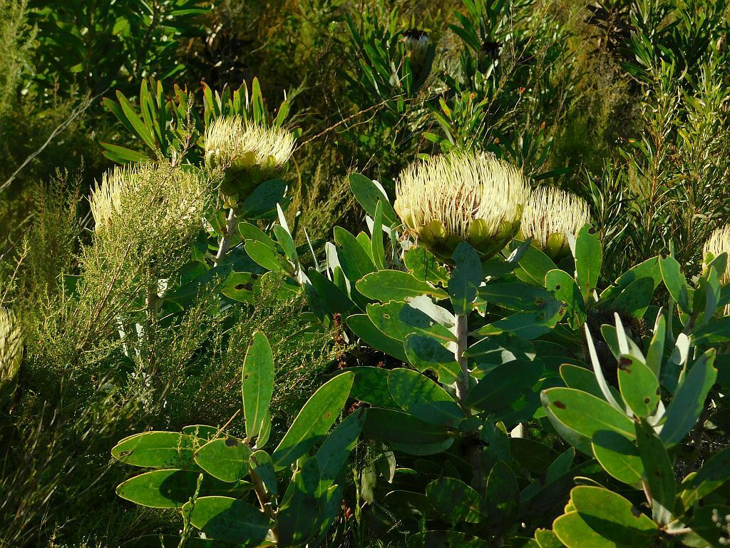 Wagon Tree from Roy's Bench Greyton, 7233, South Africa on May 20, 2024 ...