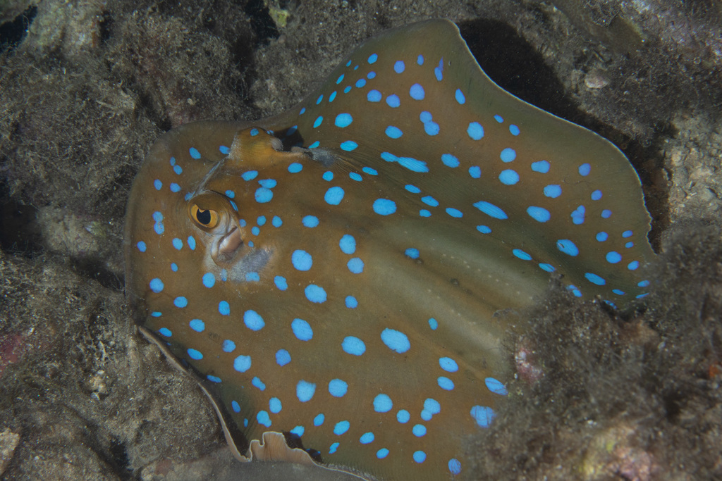 Fantail Rays from Mbanika, Central, Solomon Islands on April 24, 2019 ...