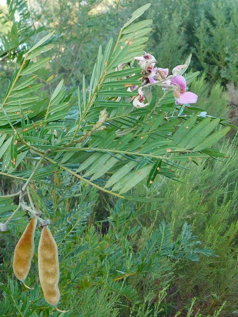 Cape Virgilia from Roy's Bench Greyton, 7233, South Africa on May 20 ...