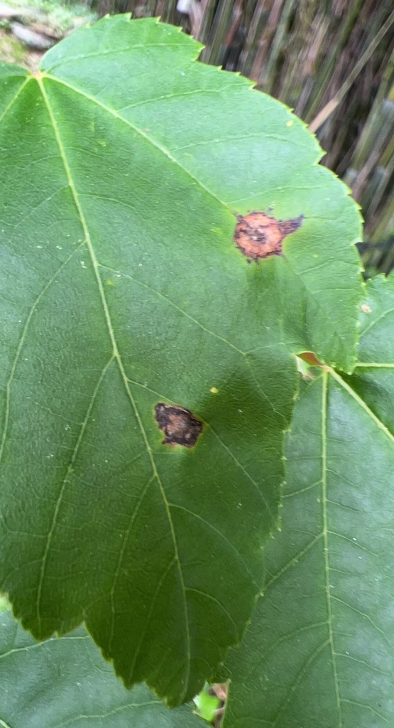 Ocellate Gall Midge from 107 Lakeside Dr, Greenbelt, MD 20770, USA on ...