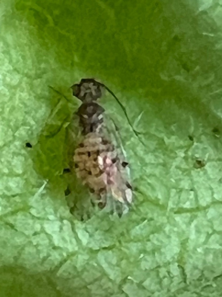 Psocomorpha from Greenbelt, MD, USA on May 20, 2024 at 11:37 AM by ...