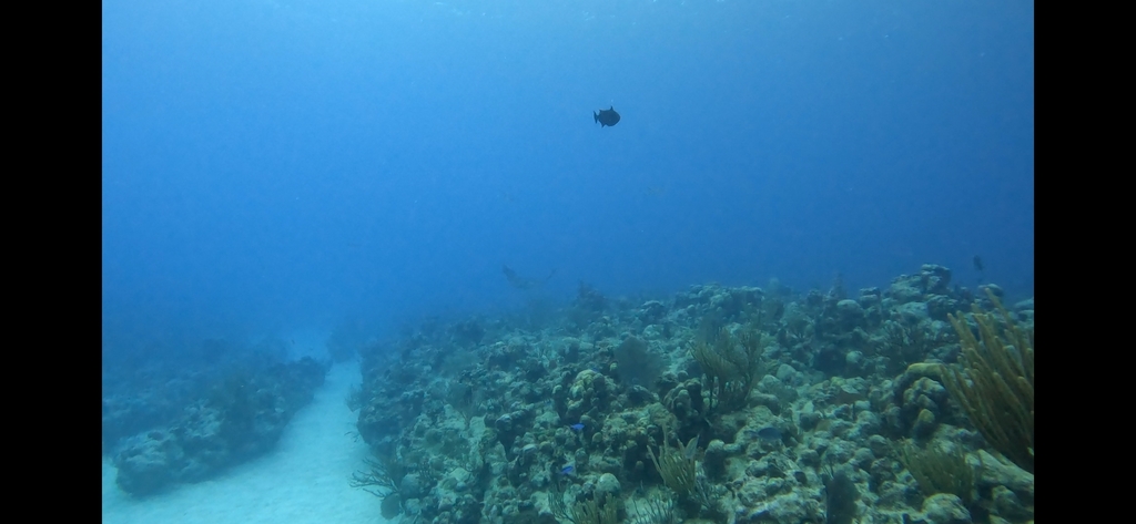 Spotted Eagle Ray in May 2024 by Cameron Bogle. Couldn't get a better ...