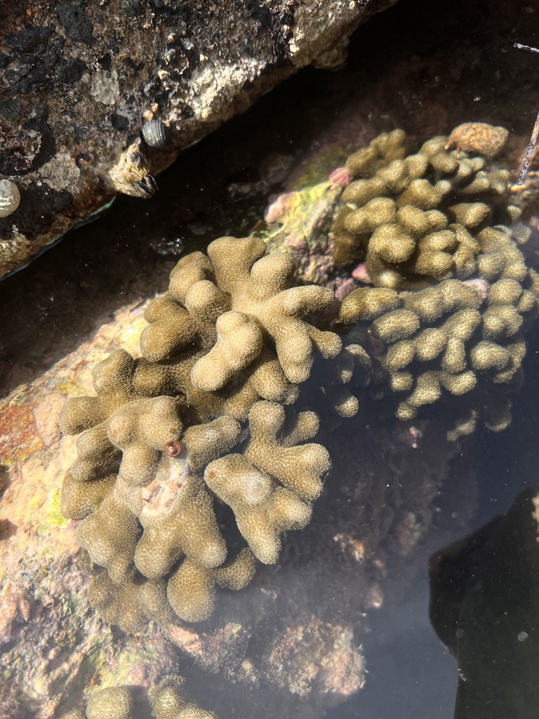 Finger Coral from Pasaje Medio Mundo, PR, US on May 20, 2024 at 01:51 ...