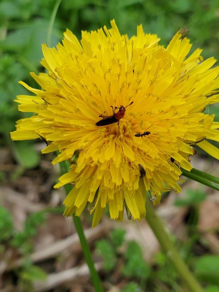 Clover Stem Borer in May 2024 by dinospine · iNaturalist