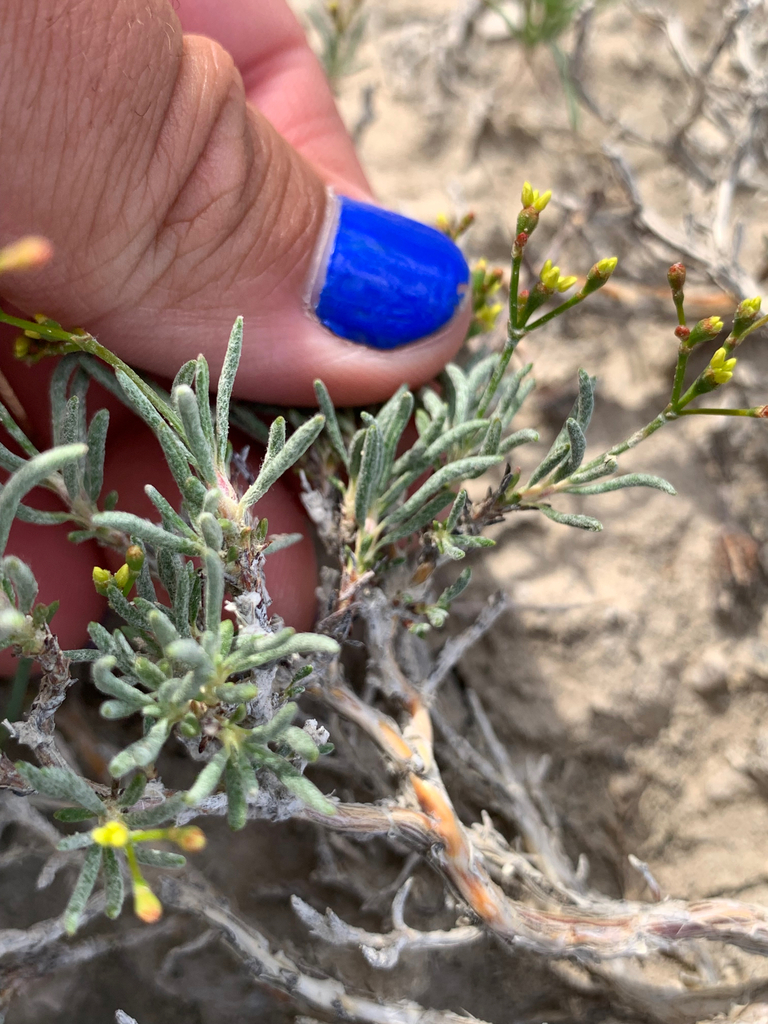 Loose-Leaf Buckwheat from US-191, Moab, UT, US on May 19, 2024 at 05:50 ...