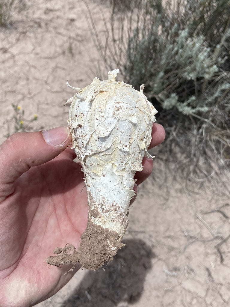 Phellorinia from Petrified Forest National Park, Saint Johns, AZ, US on ...