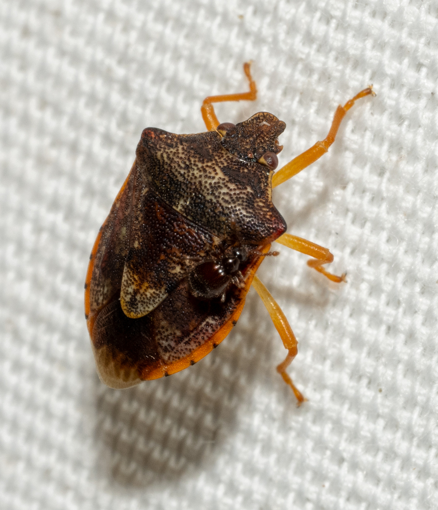 Dendrocoris humeralis from Holmes County, OH, USA on May 18, 2024 at 10 ...