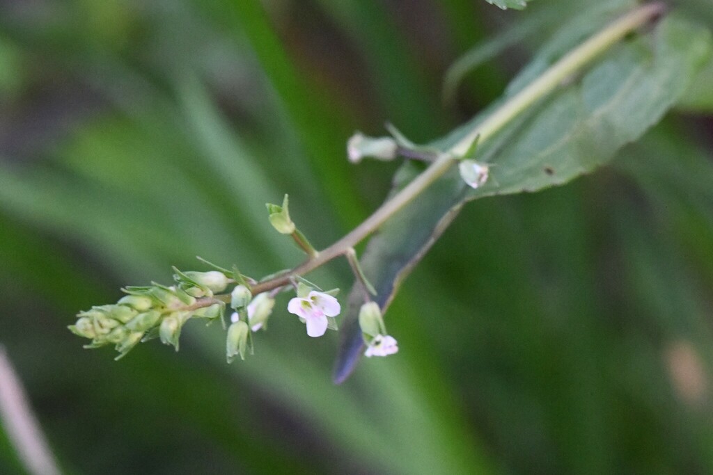 chain speedwell from York, UK on May 18, 2024 at 09:04 PM by Kian ...