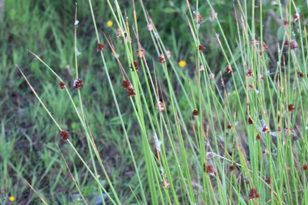 Compact Rush from York, UK on May 18, 2024 at 09:10 PM by Kian Hayles ...