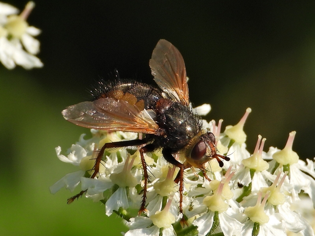 Common Tachinid from 54 Trierweiler, Deutschland on May 20, 2024 at 06: ...