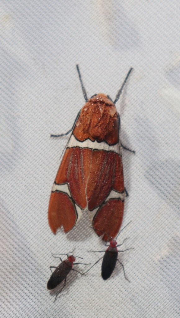 Constanza Clown Moth from Constanza, Dominican Republic on May 9, 2024 ...