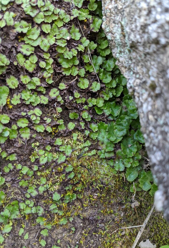 California asterella from San Luis Obispo County, CA, USA on February 5 ...