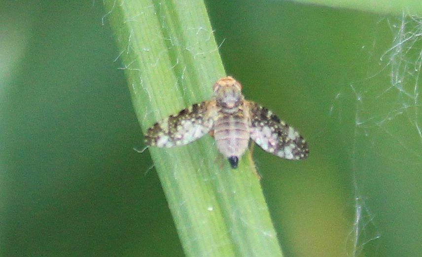 Oxyna from Buckpool and Fens Pool LNR, Brierley Hill, UK on May 20 ...