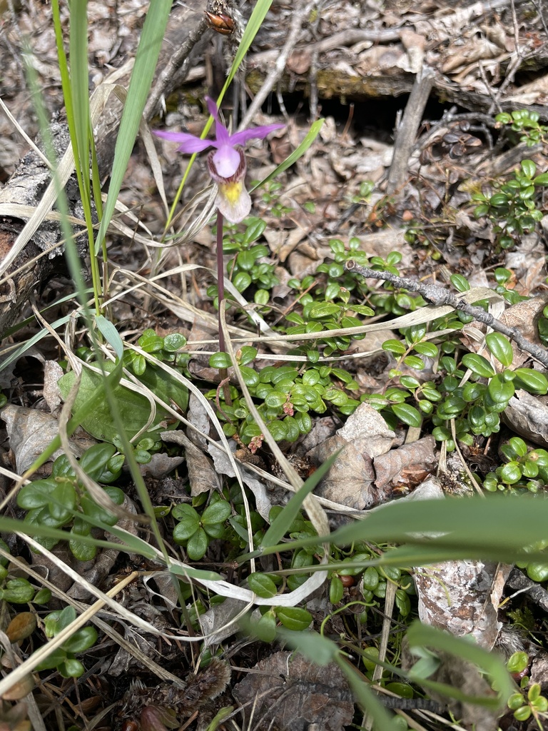 Eastern Fairy-slipper from Highway 47, Yellowhead County, AB, CA on May ...