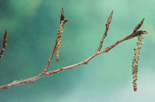 Largetooth Aspen (Trees of Manitoba) · iNaturalist
