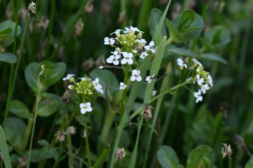 watercress from York, UK on May 18, 2024 at 09:26 PM by Kian Hayles ...