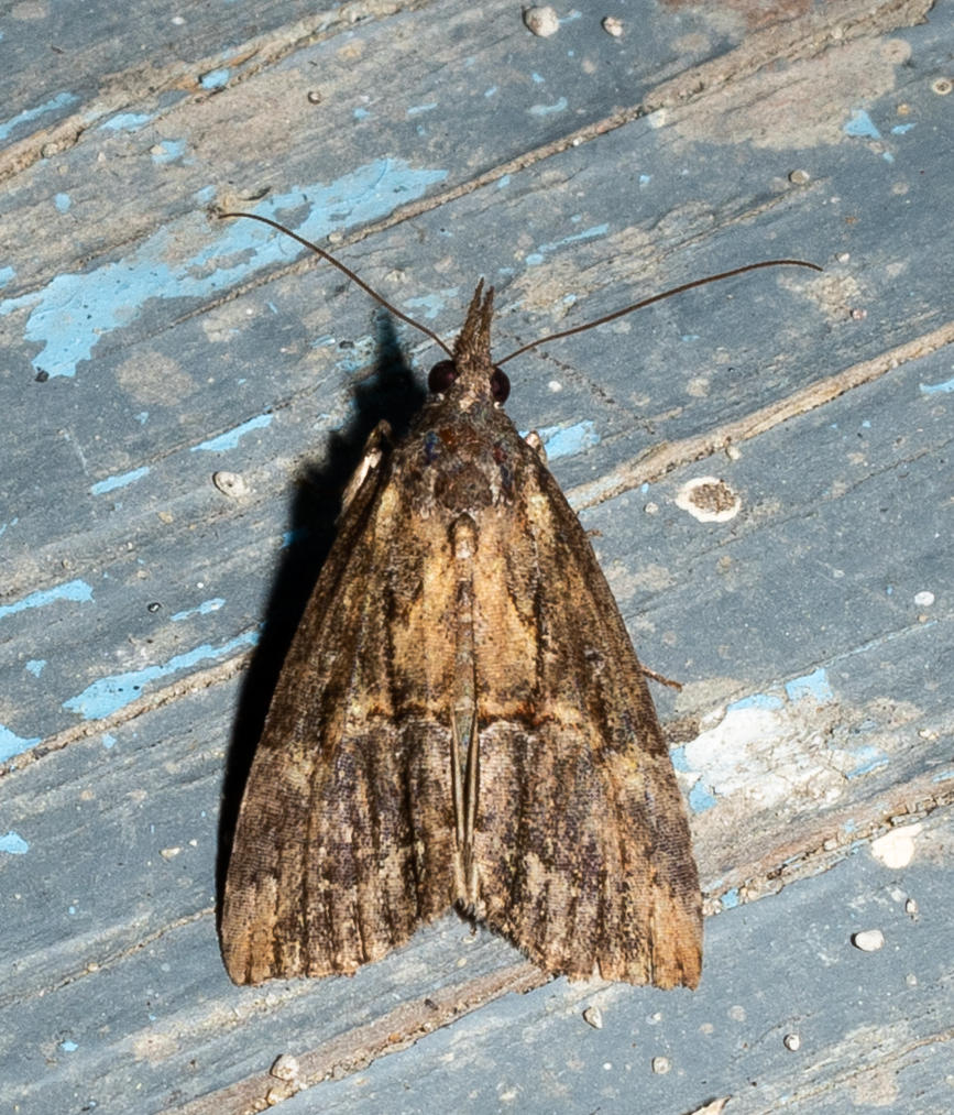 Green Cloverworm Moth from Val-d'Or, QC, Canada on May 19, 2024 at 10: ...