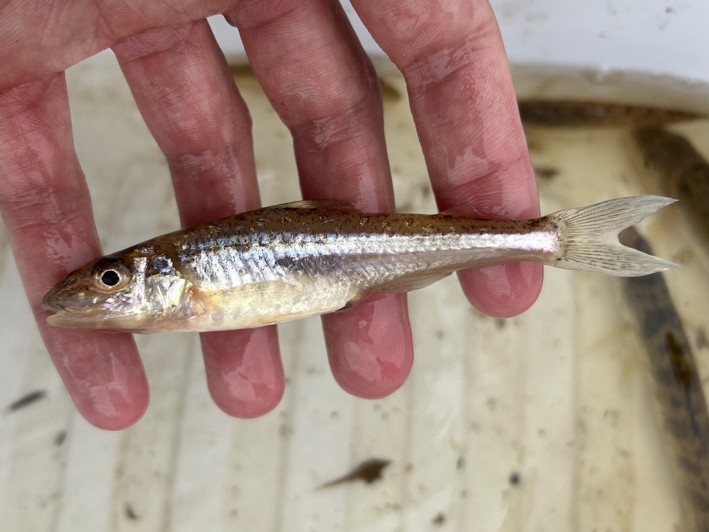 Trout-perch from Saint Marys River, Barbeau, MI, US on May 20, 2024 at ...