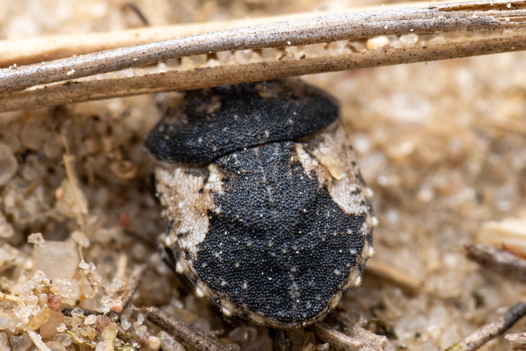 Phimodera humeralis from 16 Bernau bei Berlin-Schönow, Deutschland on ...