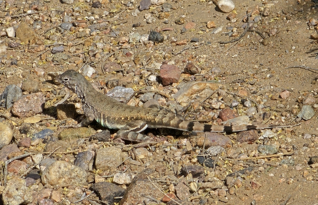 Zebra-tailed Lizard from Flowing Wells, Tucson, AZ, USA on May 20, 2024 ...