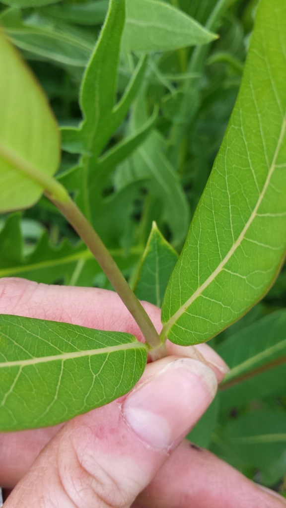 hemp dogbane (Apocynum cannabinum) - Botanical Realm