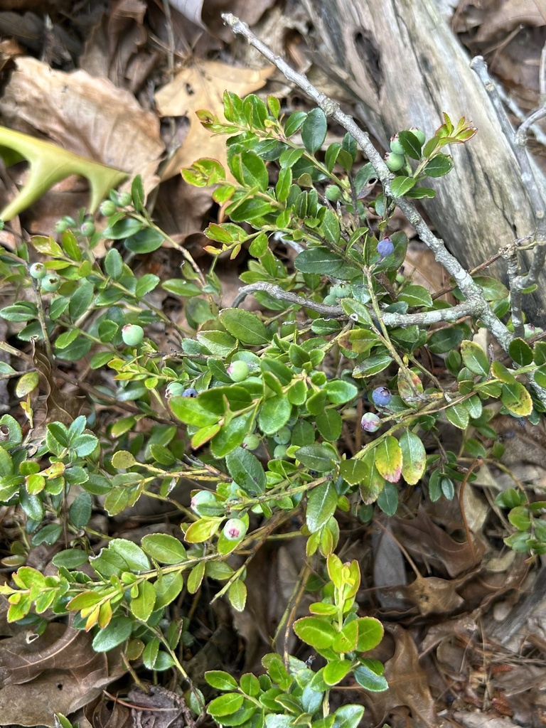 box huckleberry from Daniel Boone National Forest, Whitley City, KY, US ...