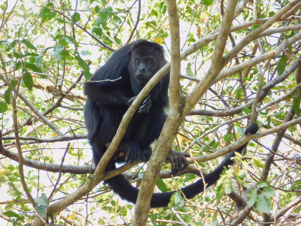 Yucatán Black Howler Monkey from Emiliano Zapata, Tab., México on May ...