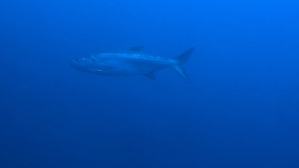 Atlantic Tarpon from Key Largo, Key Largo, FL, US on May 20, 2024 at 02 ...