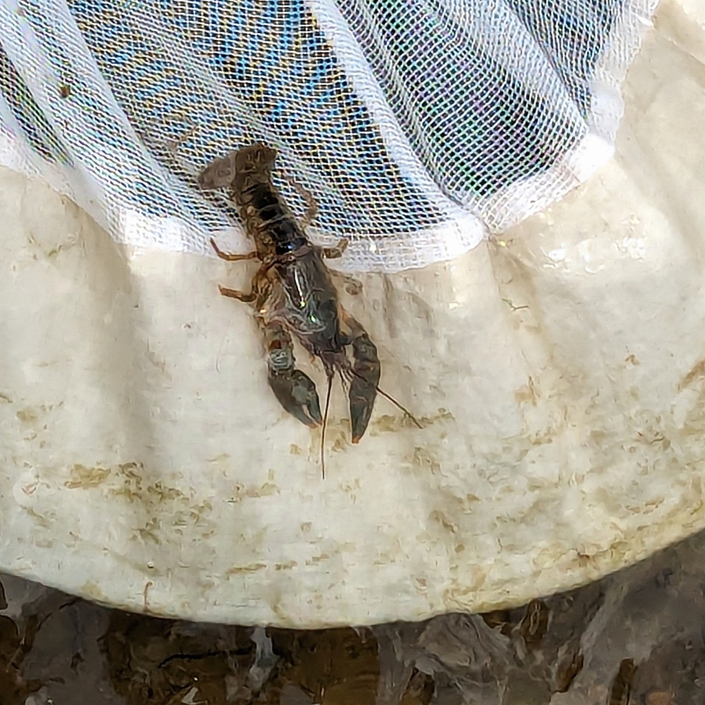 Faxonius from Waterloo, ON, Canada on May 20, 2024 at 11:55 AM by Tavia ...