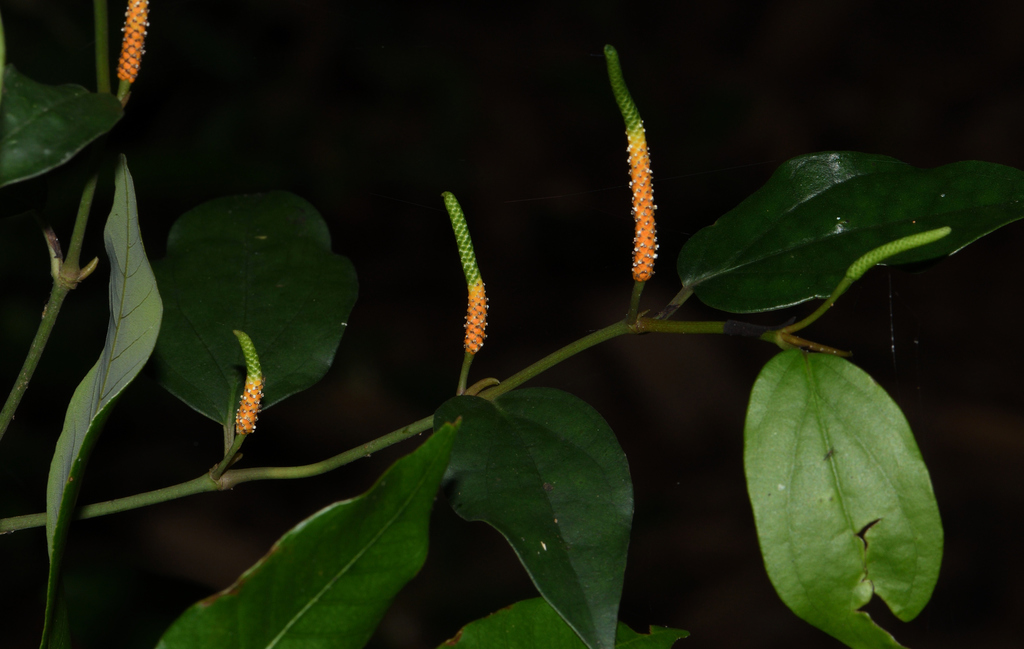 pepper plant family (Piperaceae) - Botanical Realm