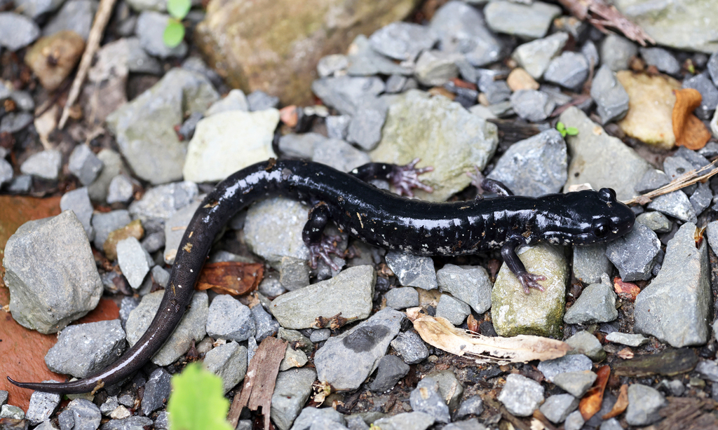 Northern Slimy Salamander from Babcock State Park, Fayette County, WV ...