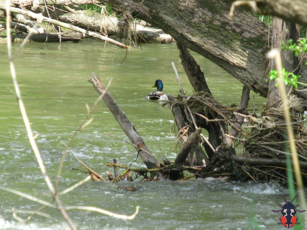 Mallard from Markham, ON, Canada on May 12, 2024 at 04:35 PM by KF ...