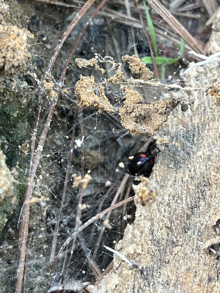 Southern Black Widow from Conecuh National Forest, Andalusia, AL, US on ...