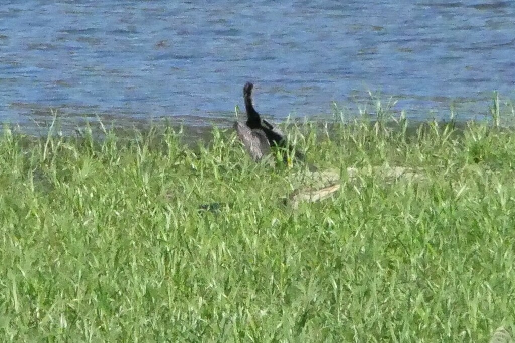 American Alligator from Largo, FL, USA on May 20, 2024 at 05:13 PM by ...