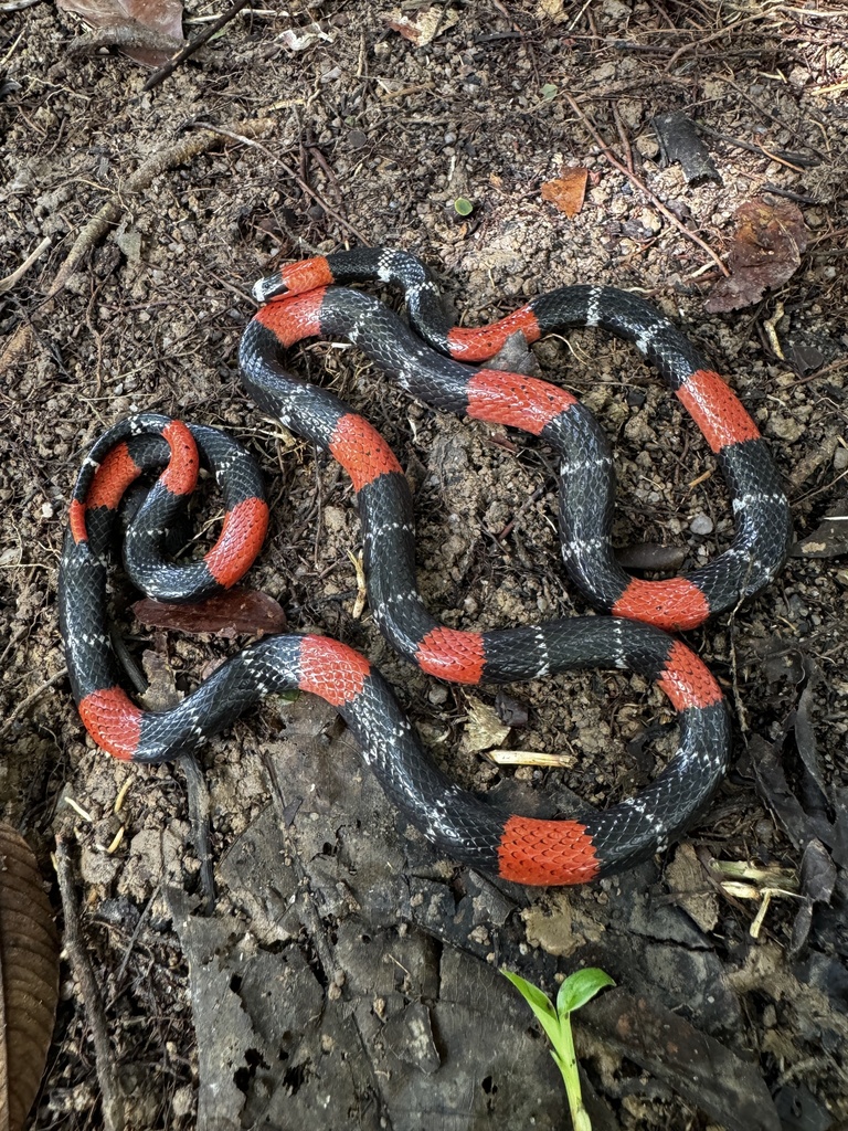 Ribbon Coralsnake in May 2024 by Jeremy P. · iNaturalist
