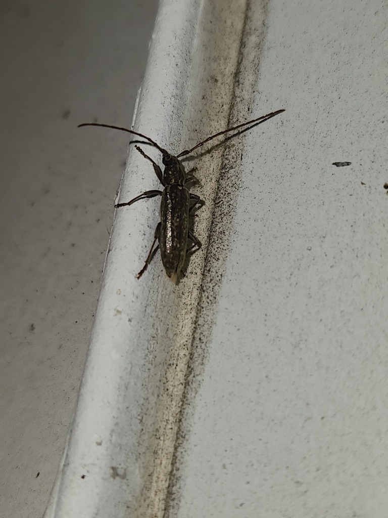 Twig Pruner from Yardville-Groveville, Groveville, NJ, USA on June 6 ...