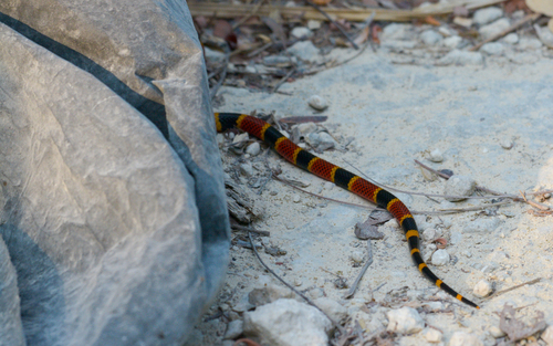 Variable Coralsnake (Micrurus diastema) - Snakes and Lizards
