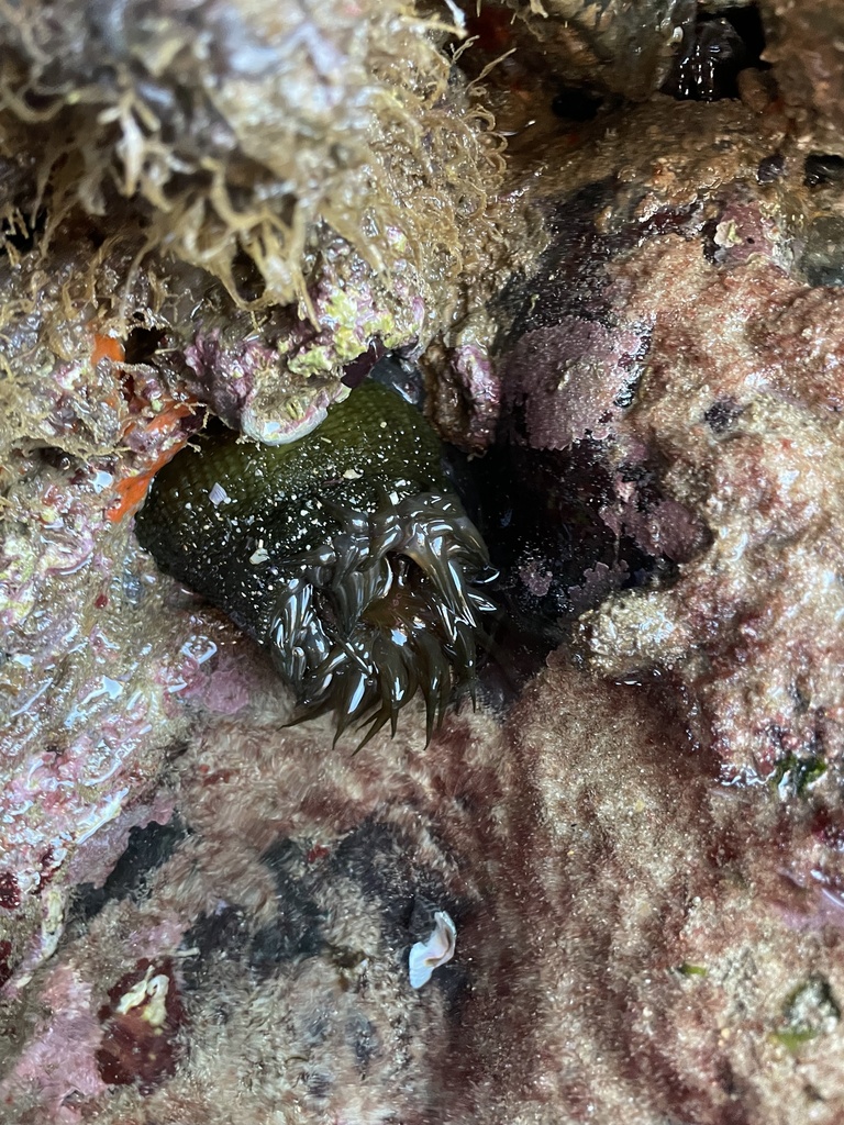 Green snakelock anemone from Tasman Sea, Sawtell, NSW, AU on May 18 ...