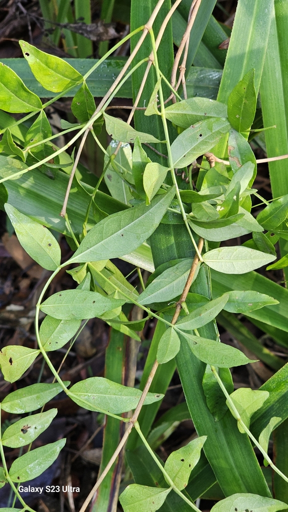 Cape Smilax from Upwey VIC 3158, Australia on May 21, 2024 at 09:40 AM by ianrainbow · iNaturalist