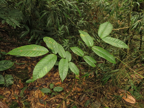 Ormosia tovarensis · iNaturalist