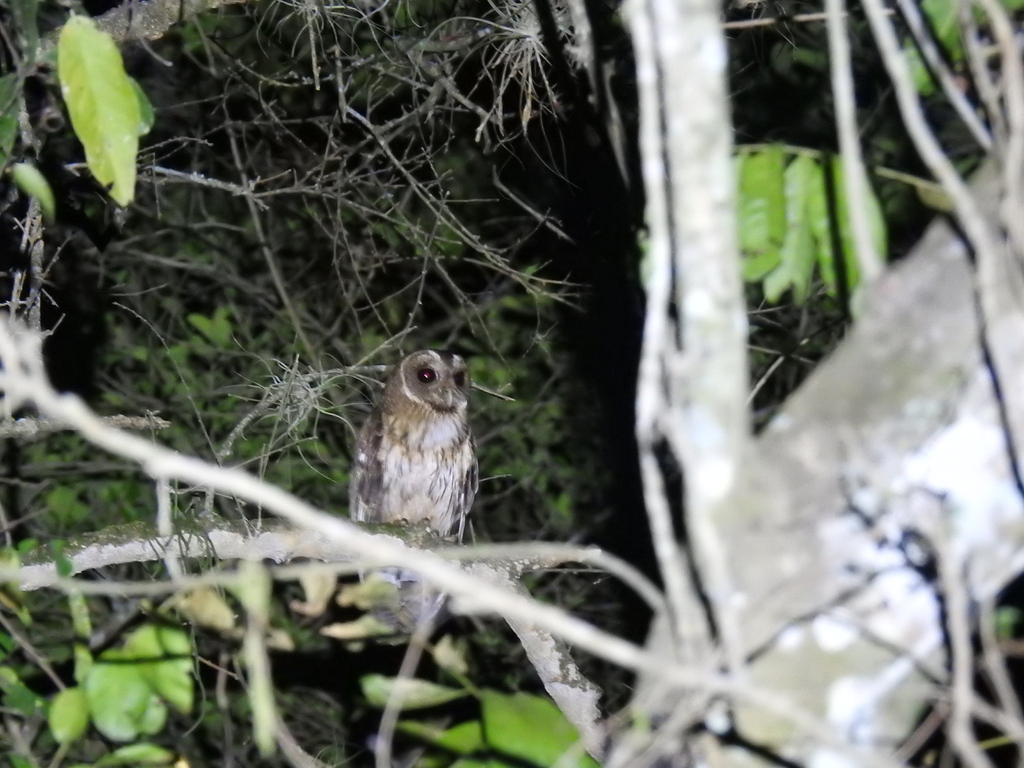 Búho café desde Gómez Farías, Tamps., México el 16 de mayo de 2024 a ...