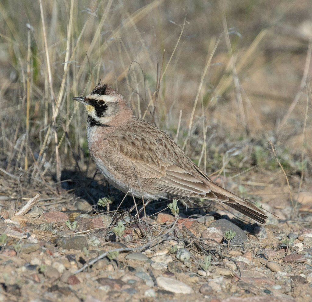 Horned Lark from Sweetwater County, WY, USA on May 11, 2024 at 05:47 AM ...
