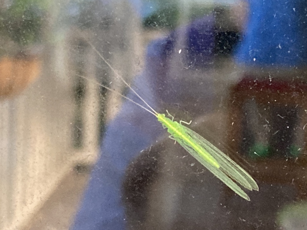 Mallada basalis in May 2024 by Christine Rand. About 1.5cm in body ...