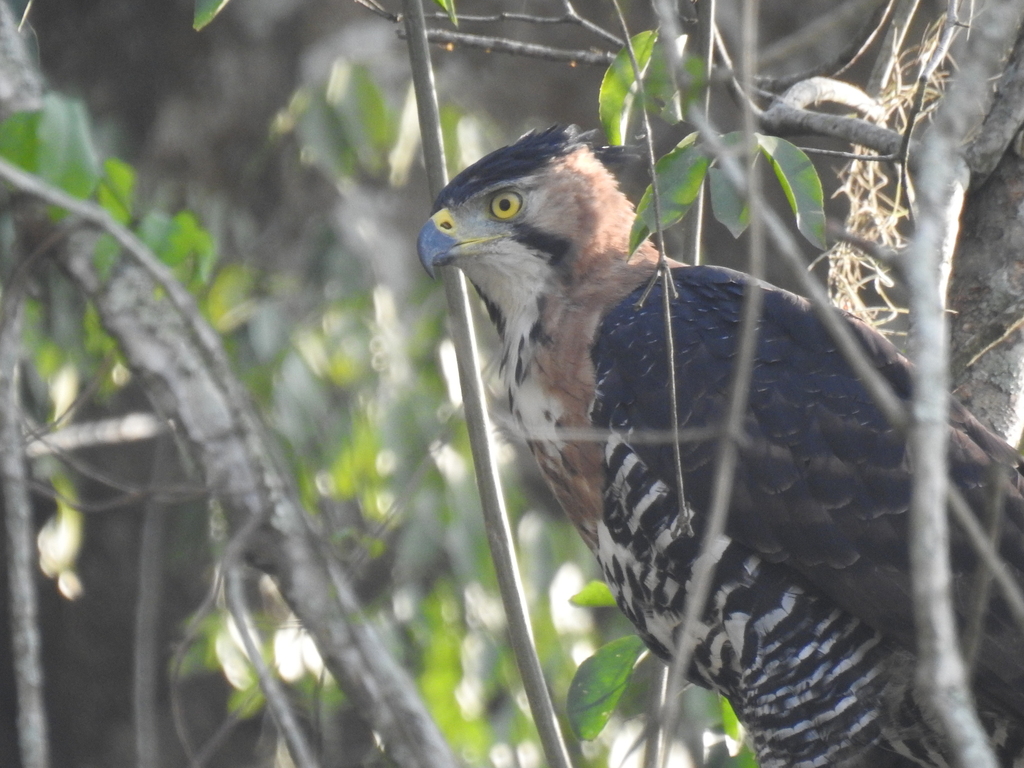 Ornate Hawk-Eagle in May 2024 by Maria Elena Martinez-Tapia · iNaturalist